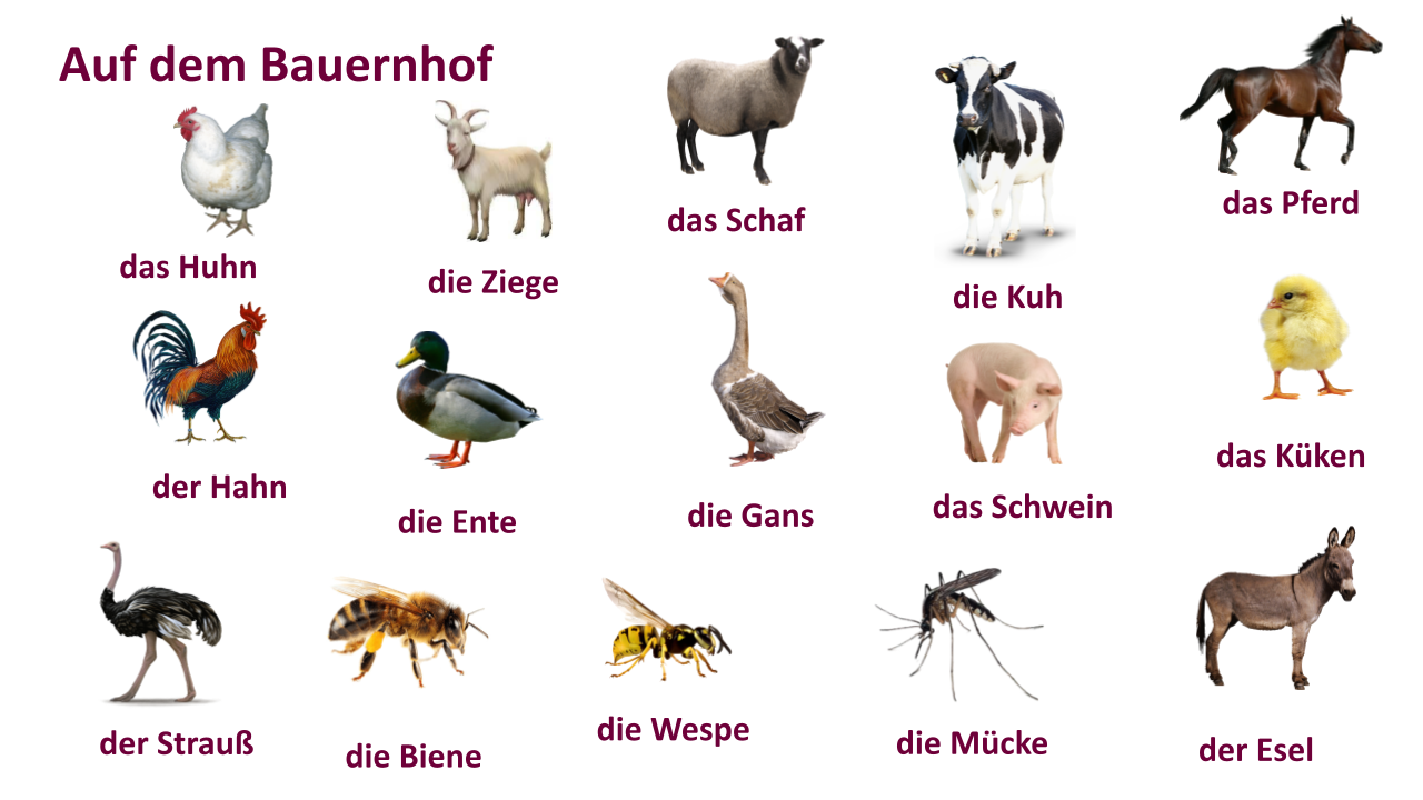 Tiere auf Deutsch – Haustiere, Wildtiere | Germannika