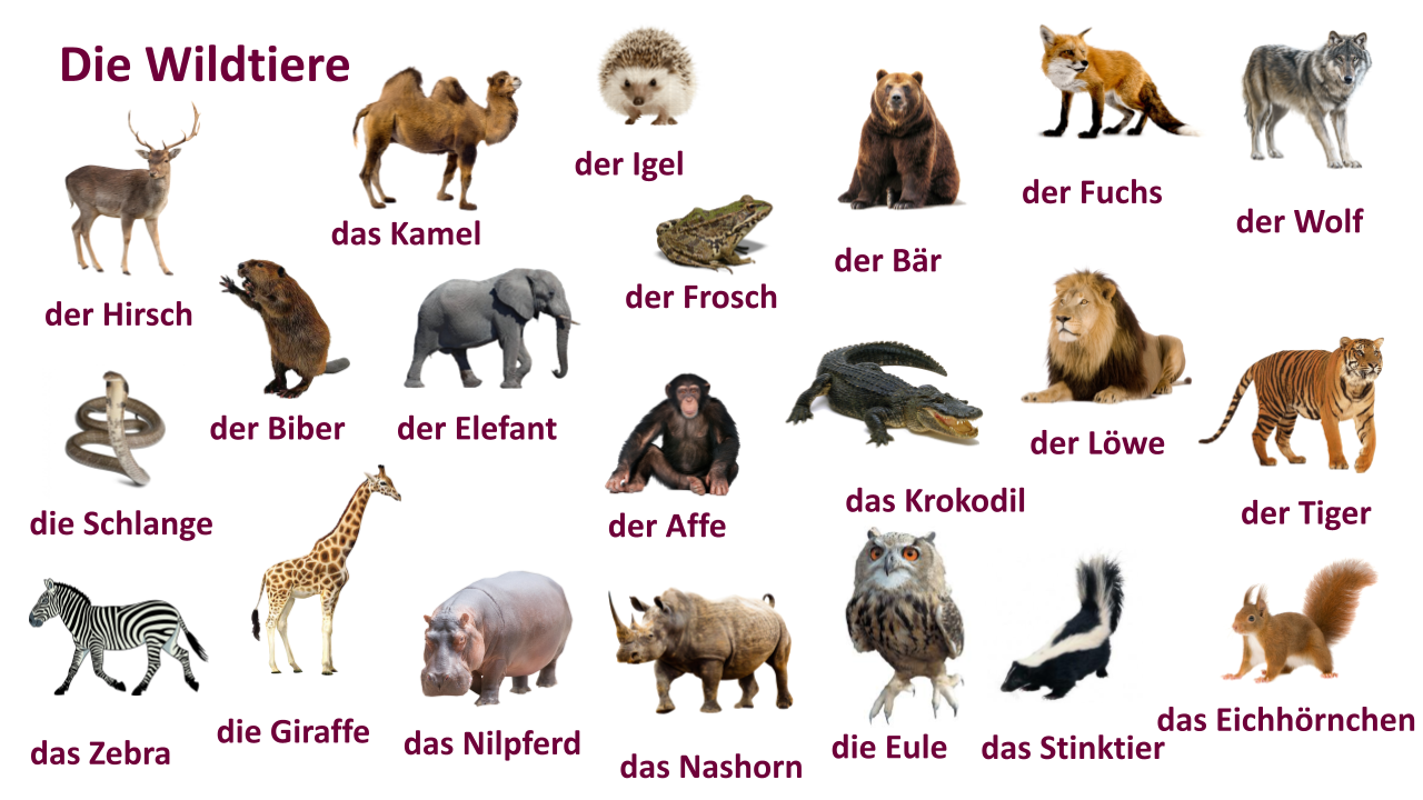 Tiere auf Deutsch – Haustiere, Wildtiere | Germannika